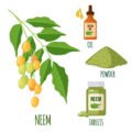 8 Healing Culinary Herb to Transform Your Wellness