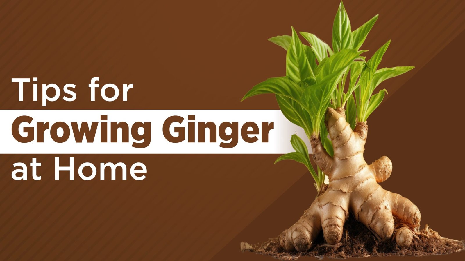 7 tips for growing ginger benefits and culinary uses